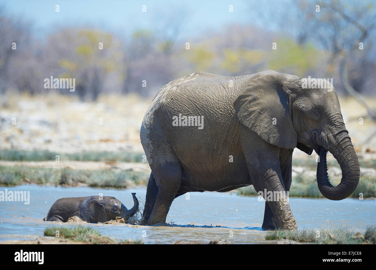 Old animals with young animals hi-res stock photography and images - Alamy