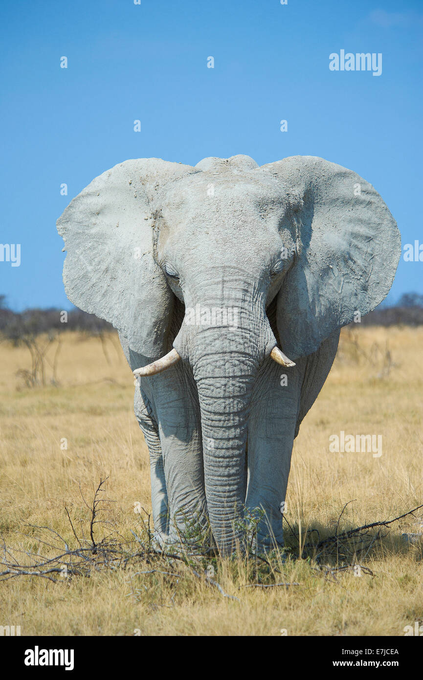 Old animals with young animals hi-res stock photography and images - Alamy