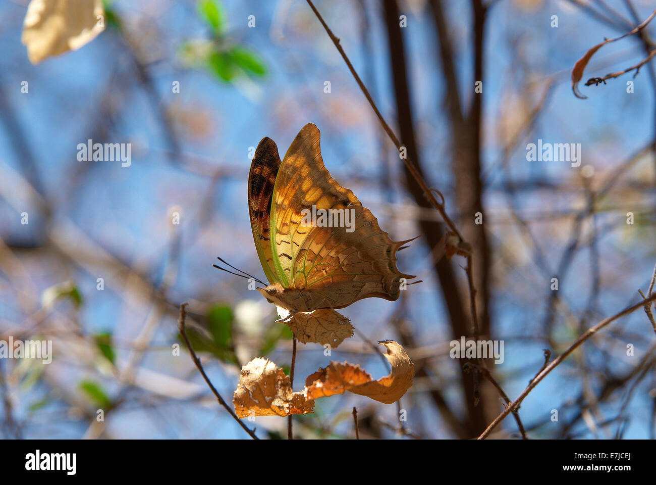 Africa, Namibia, butterfly, mountain Water, insect Stock Photo - Alamy