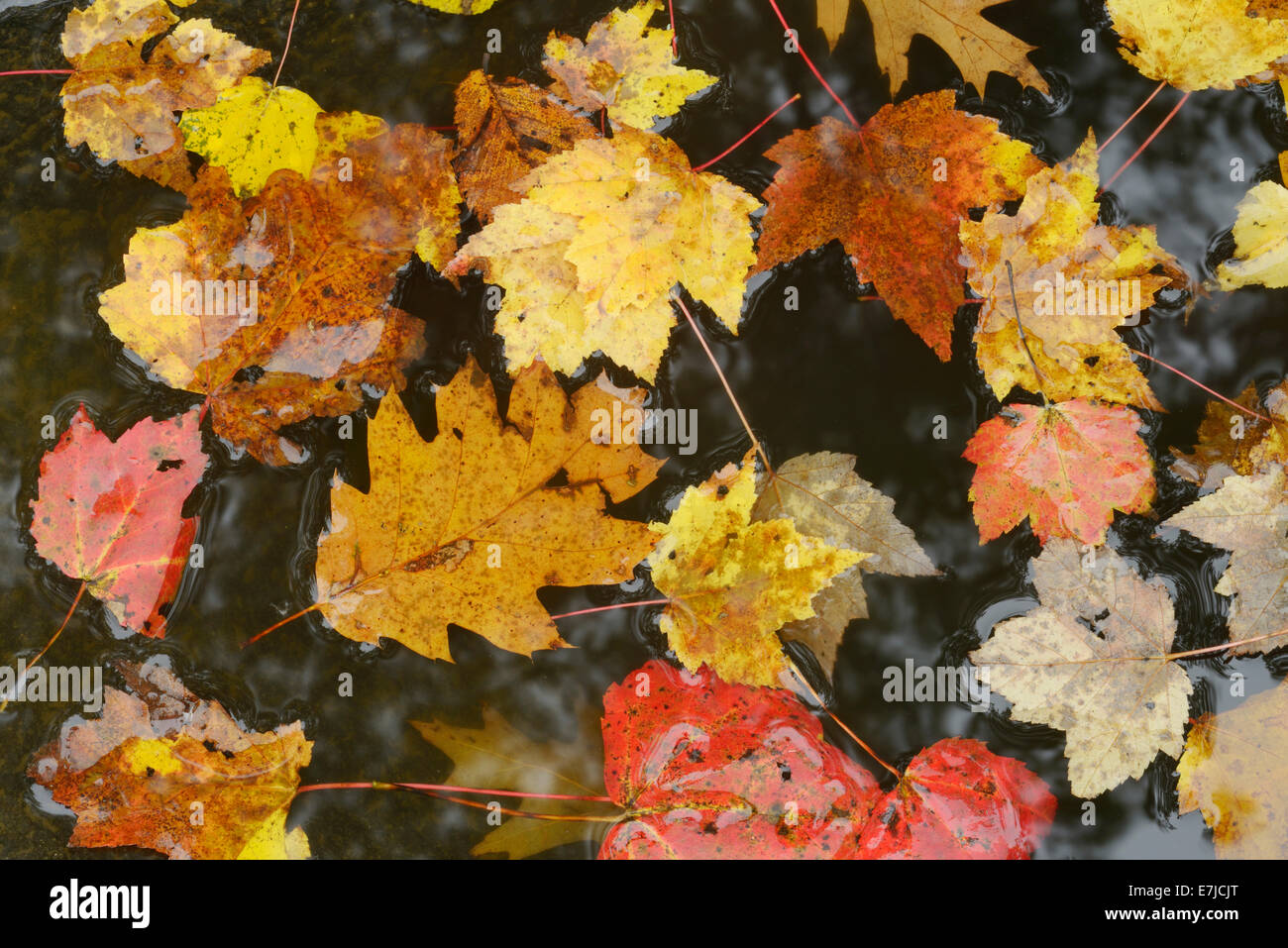 USA, United States, America, Maine, East Coast, New England, autumn ...