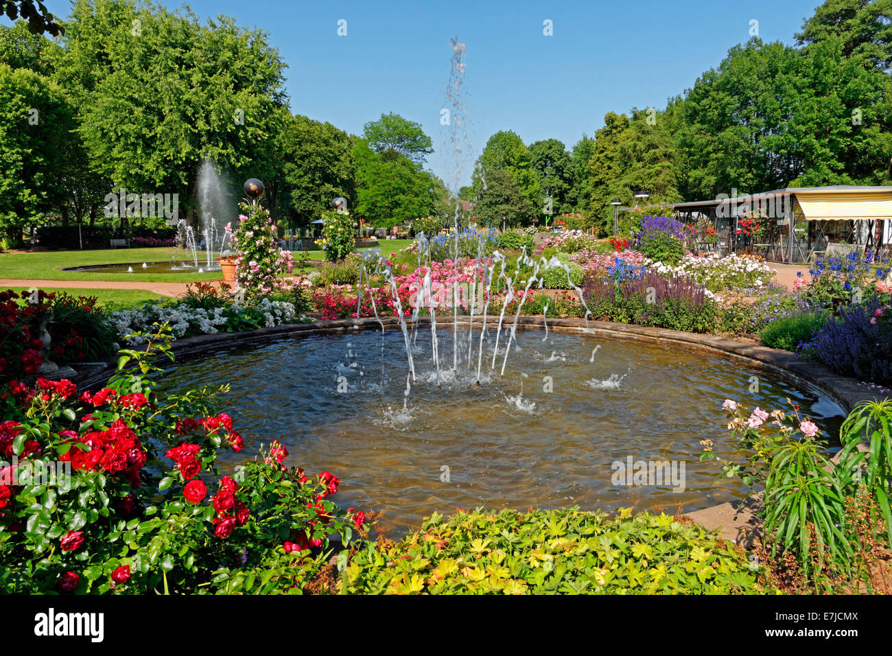 Zweibrucken rose germany hi-res stock photography and images - Alamy