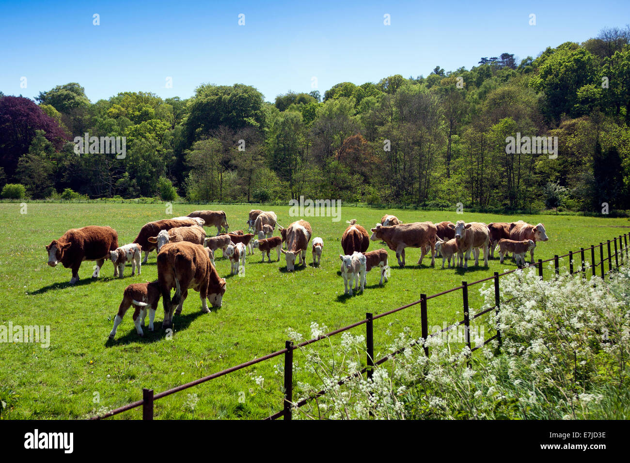 The herd of Hereford x Charolais cows and their calves grazing in the ...