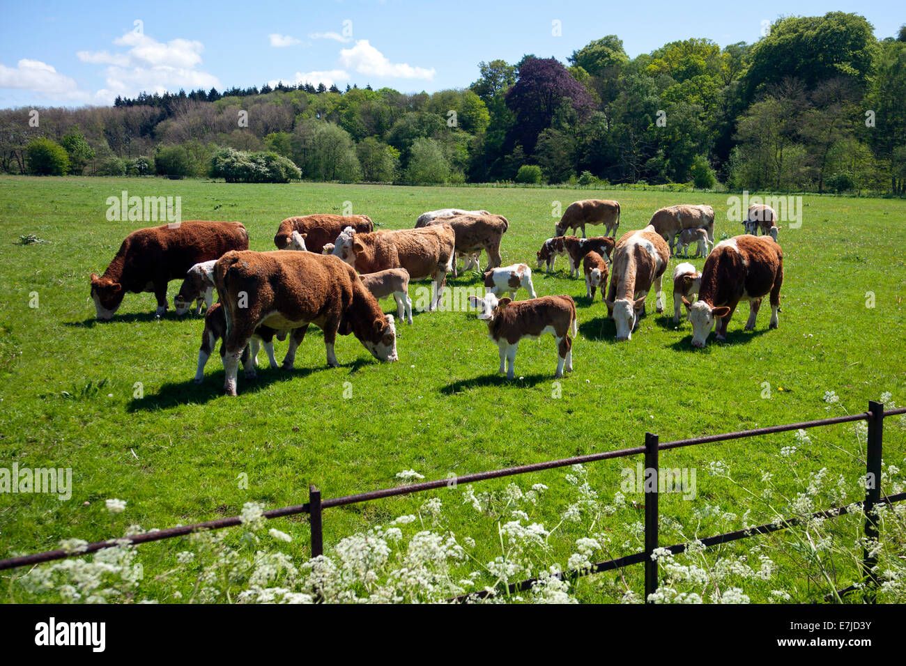 The herd of Hereford x Charolais cows and their calves grazing in the ...