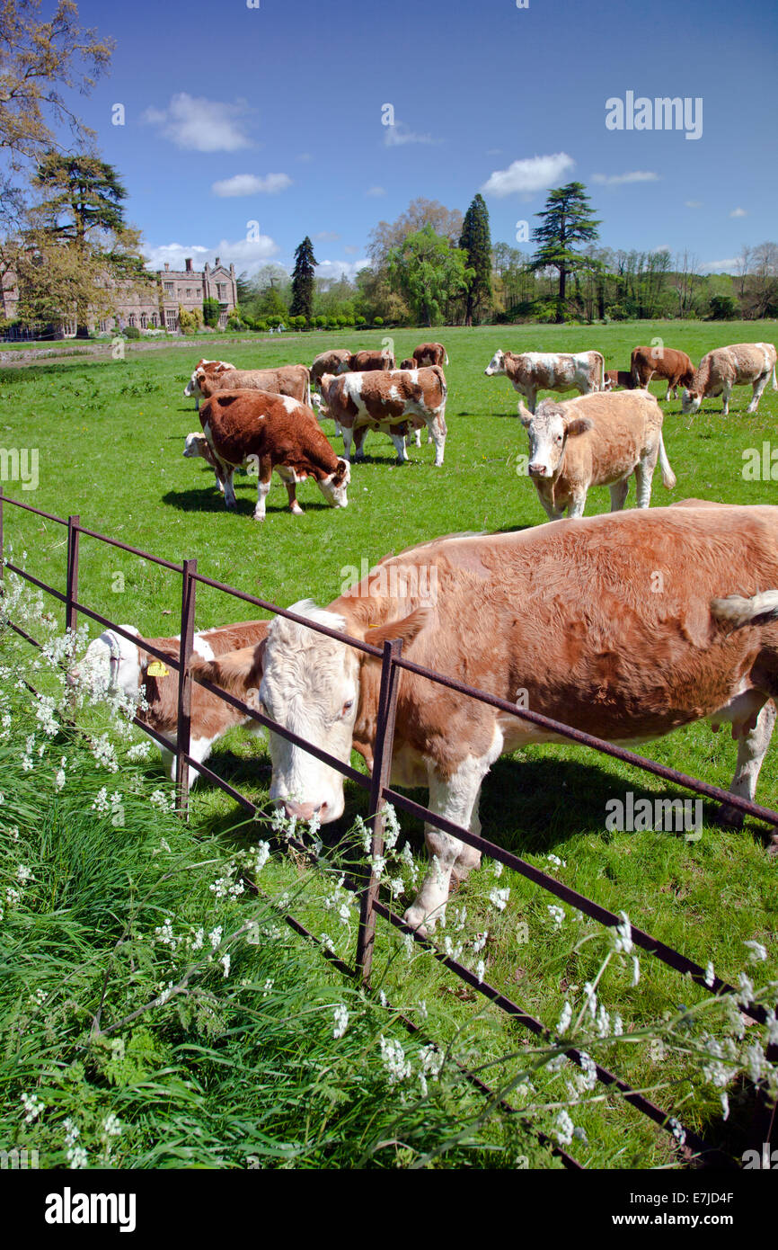 The herd of Hereford x Charolais cows and their calves in the spring ...
