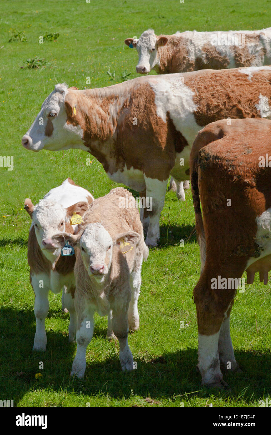 Cows spring hi-res stock photography and images - Alamy