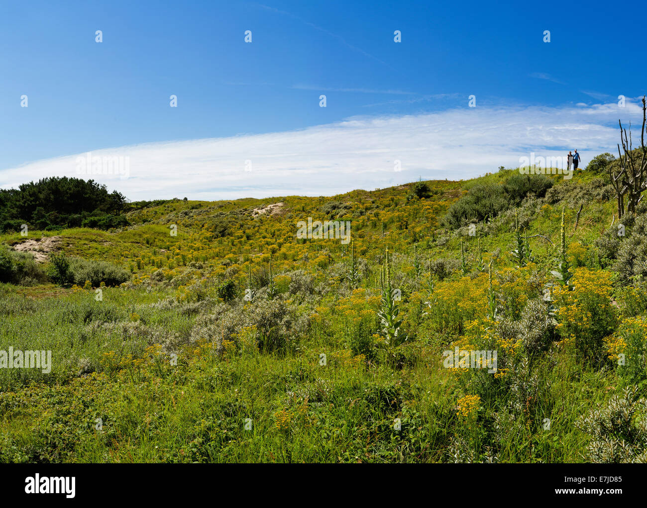 Castricum hi-res stock photography and images - Alamy