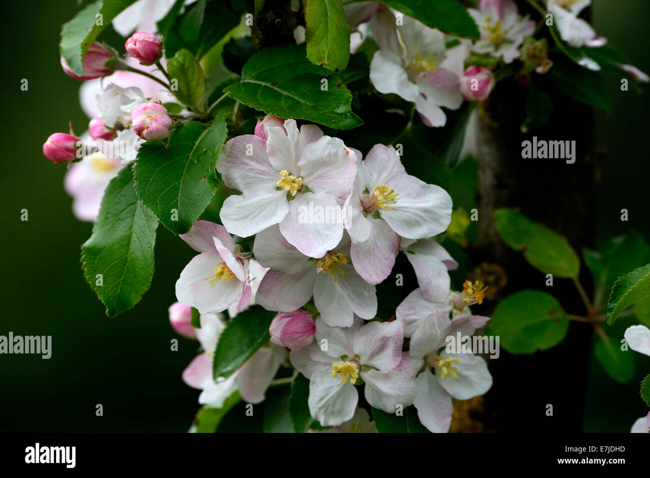 blossoms, spring, tree blossom, tender blossoms, sprout, Fruit blossoms ...