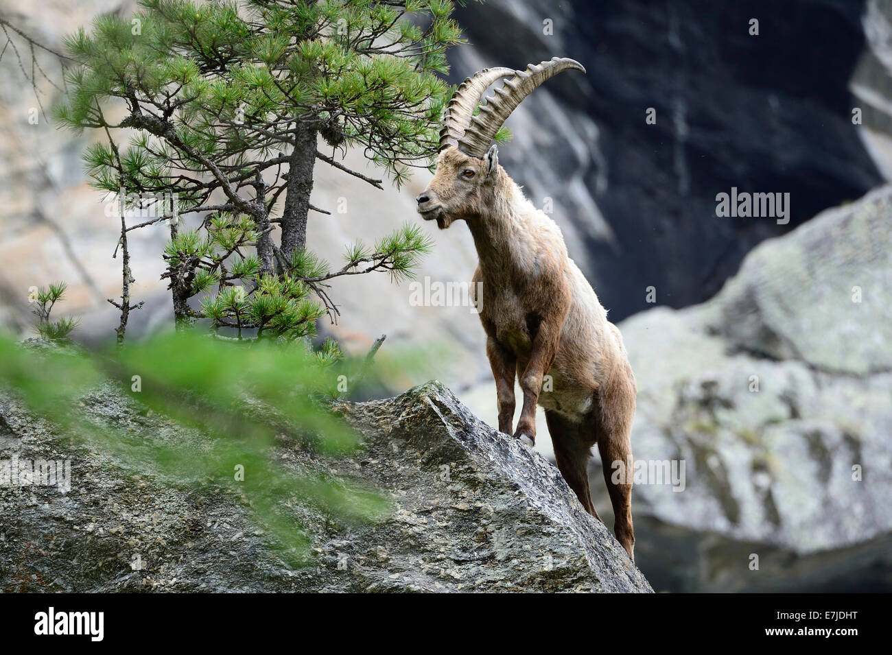 Roe Capricorn, animal, Ibex, mountain nanny goat, cloven-hoofed animal ...