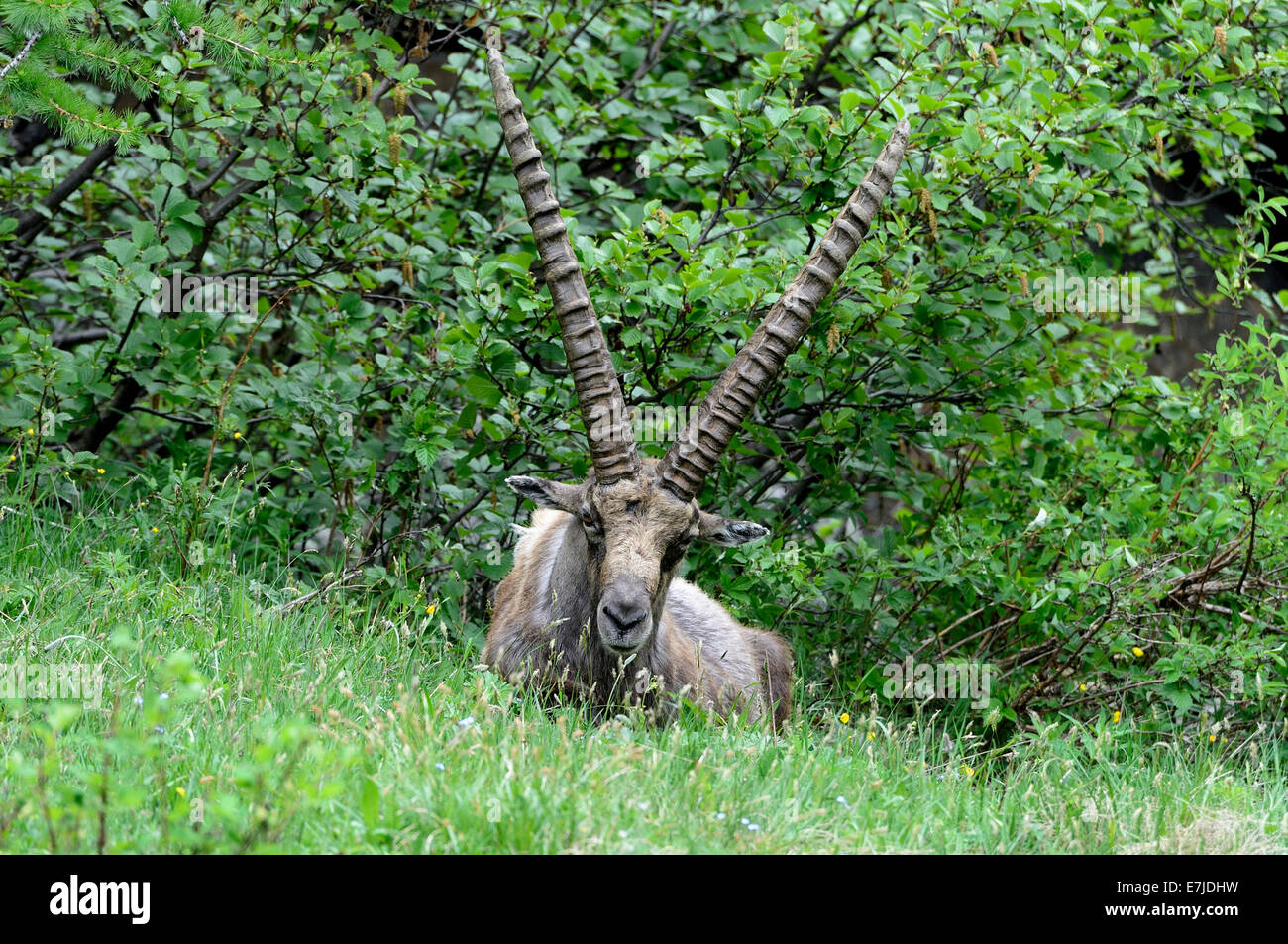 Roe Capricorn, animal, Ibex, mountain nanny goat, cloven-hoofed animal ...
