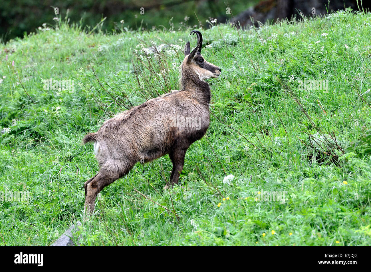 Chamois, mountain nanny goat, chamoises, Rupicapra, animal, fur change ...
