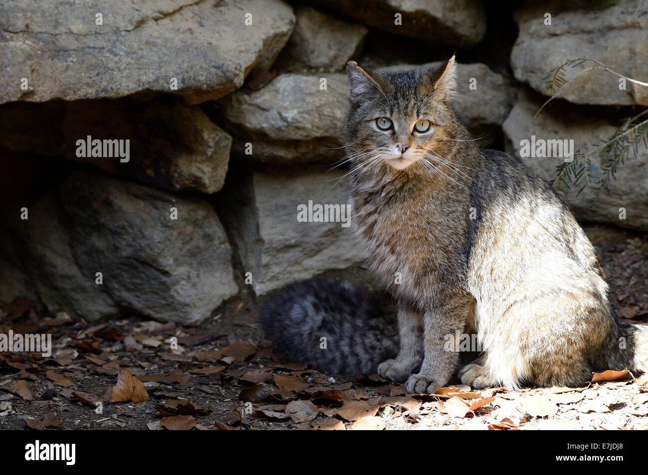 Wildcat, animal, predatory game, predator, predators, small cats, cats ...