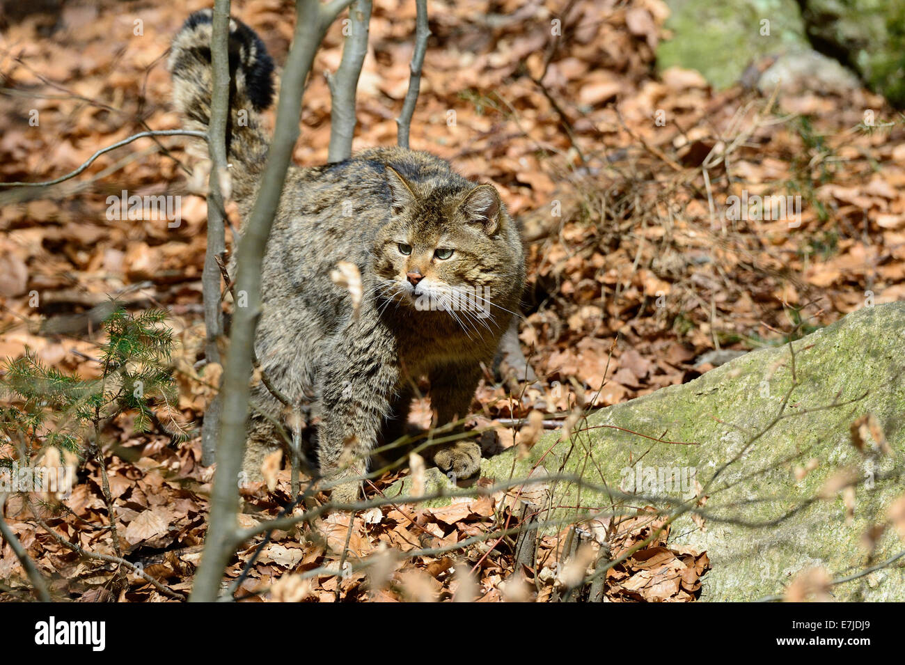 Wildcat, animal, predatory game, predator, predators, small cats, cats ...