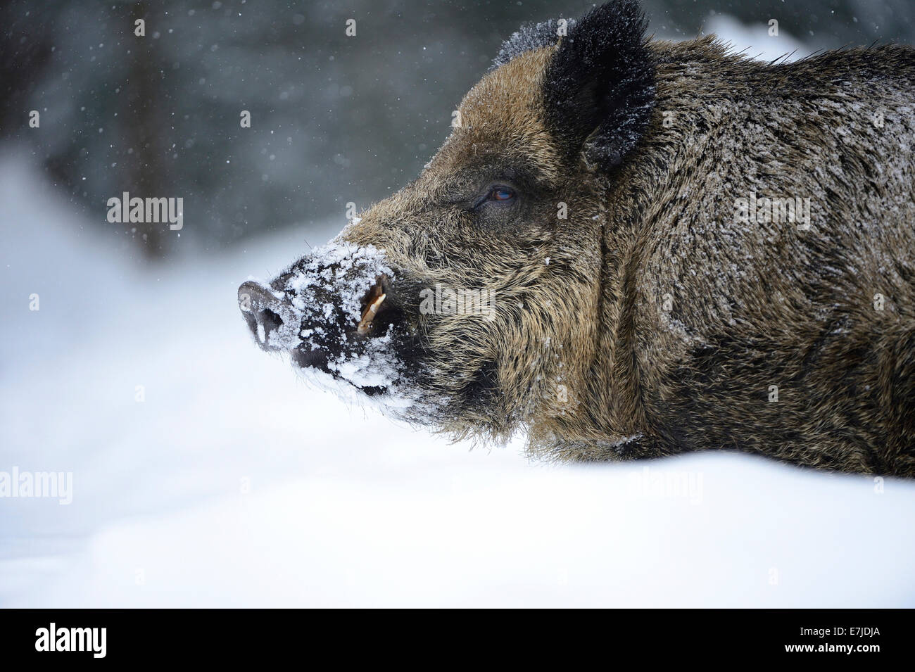 Wild boar, animal, Sus scrofa scrofa, sow, wild boars, black game ...