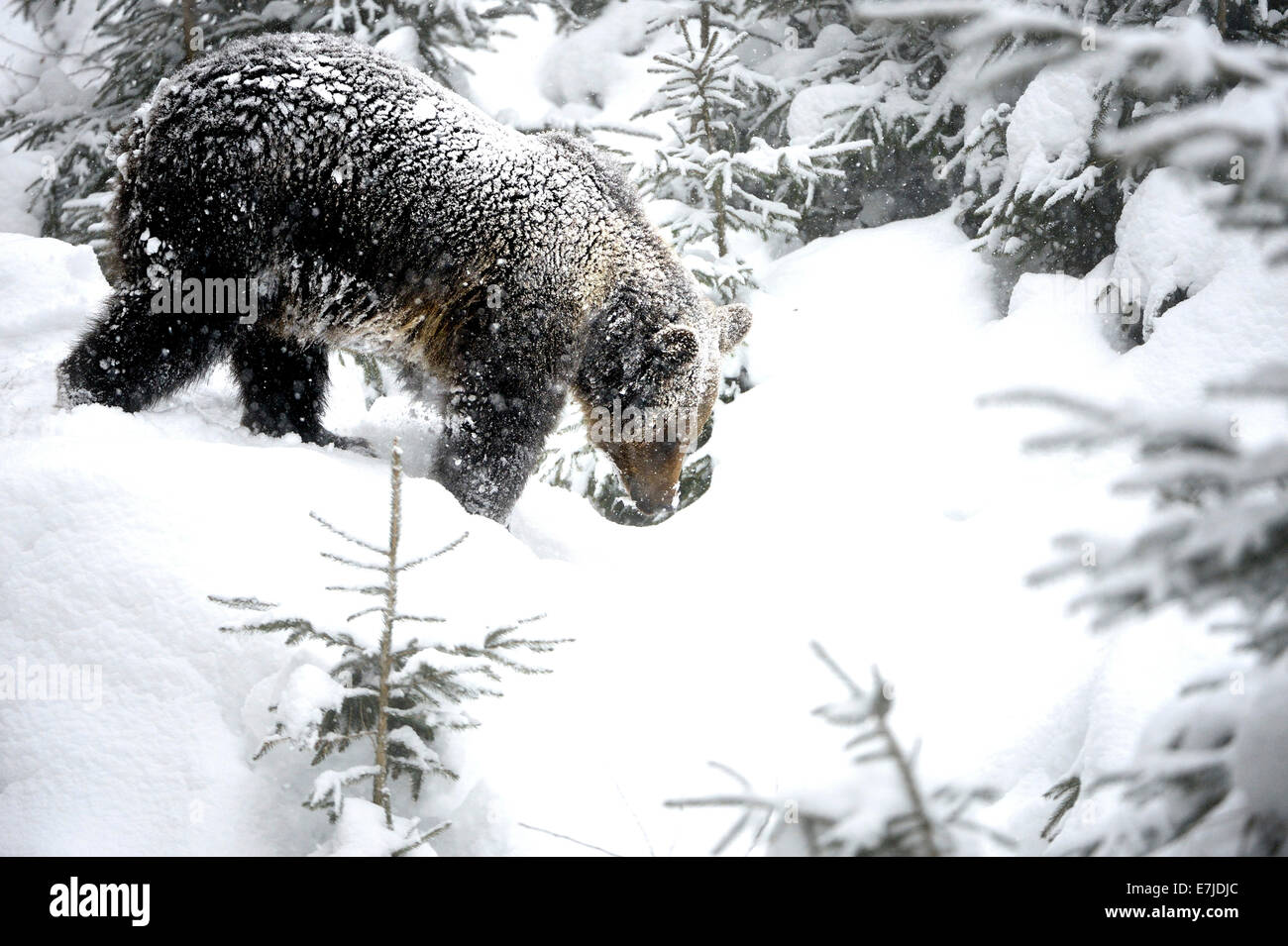 Brown bear, animal, European bear, predator, Ursus arctos, bear ...