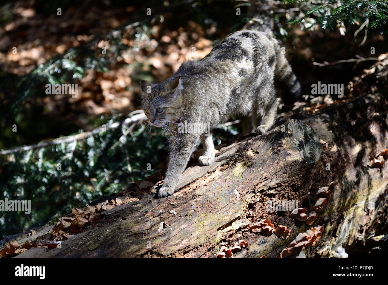 Wildcat, animal, predatory game, predator, predators, small cats, cats ...