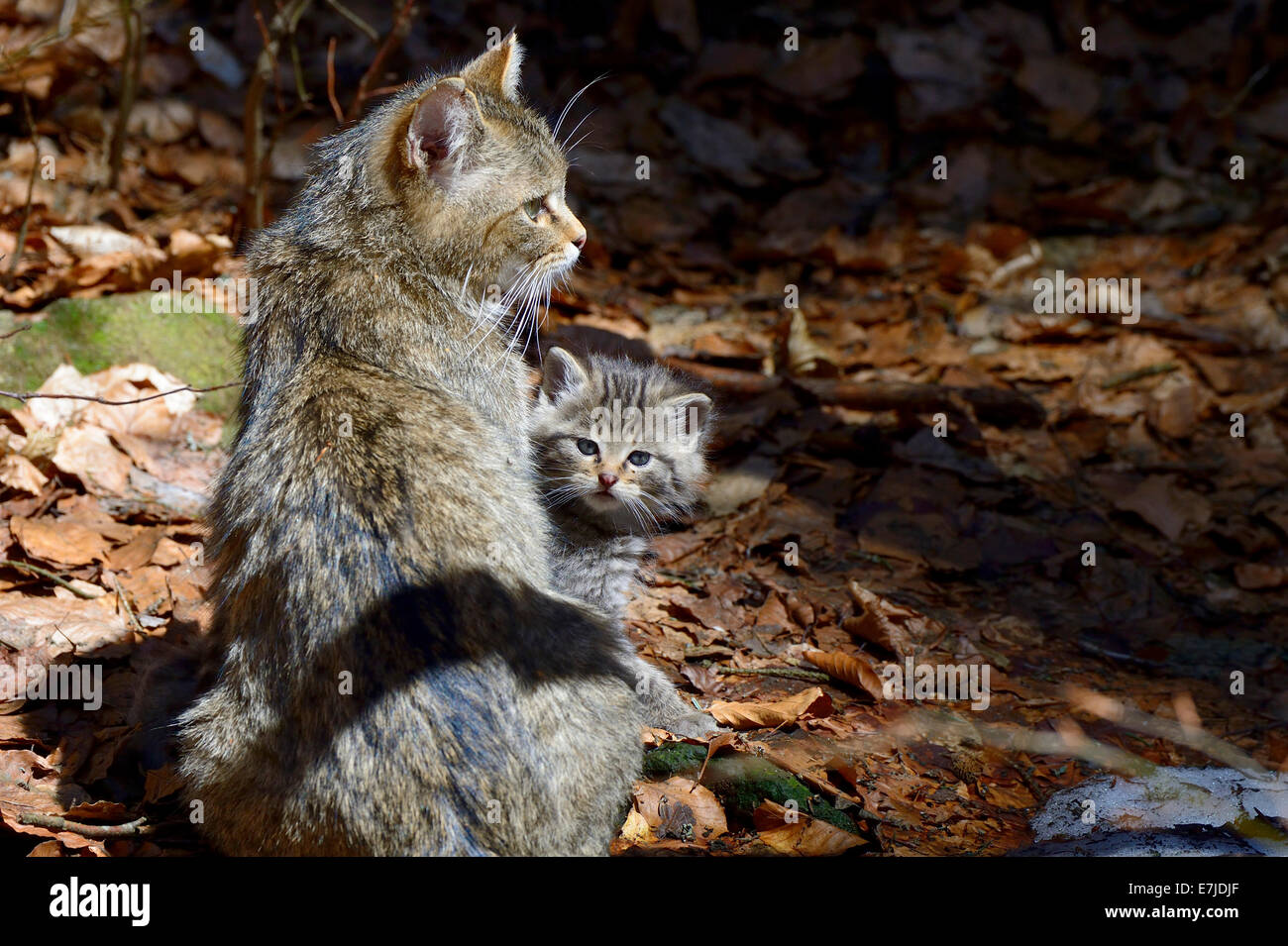 Wildcat, animal, predatory game, predator, predators, small cats, cats ...