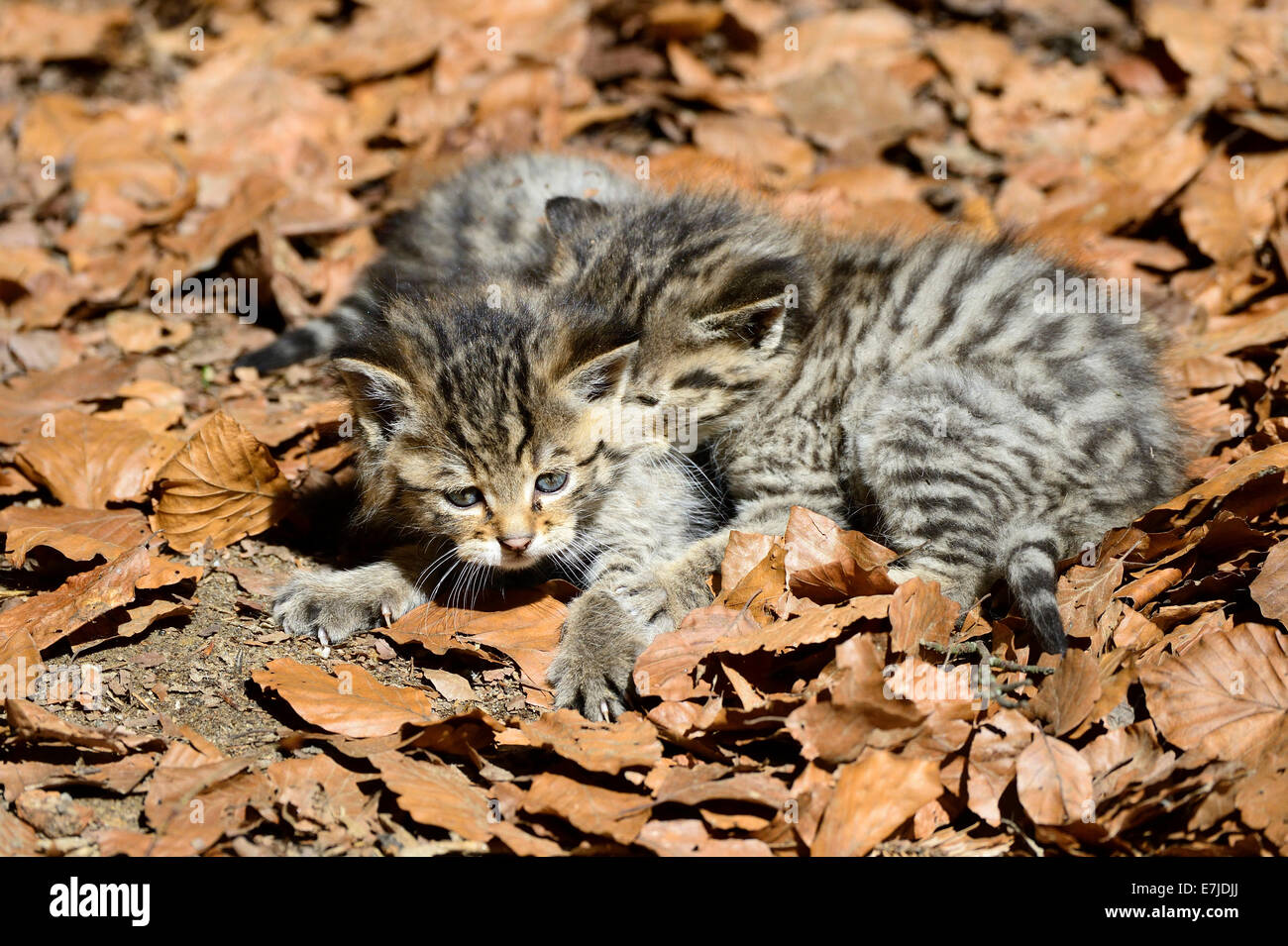 Wildcat, animal, predatory game, predator, predators, small cats, cats ...