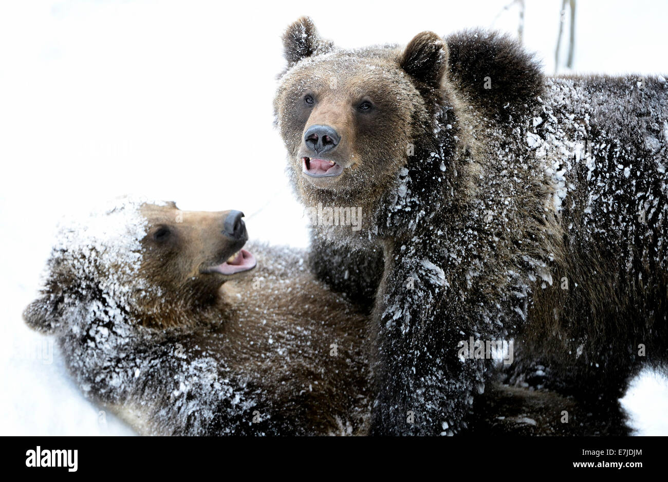 Brown bear, animal, European bear, predator, Ursus arctos, bear ...