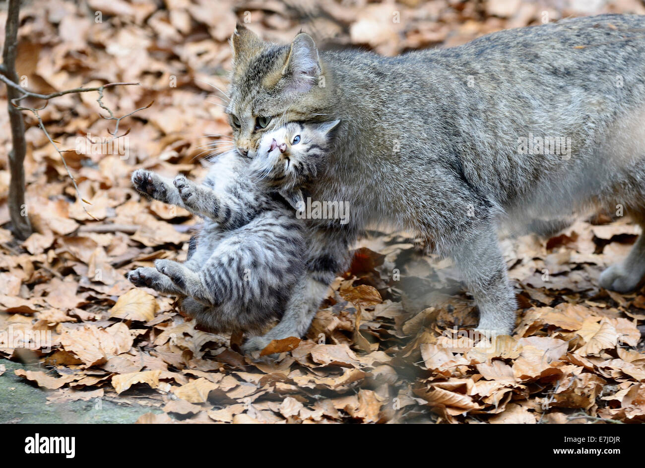 Do Ocelots Have Predators
