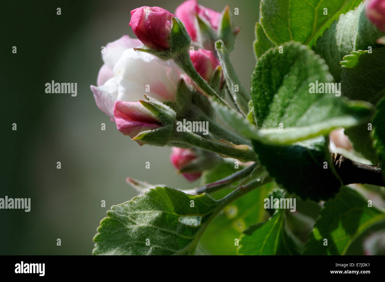 blossoms, spring, tree blossom, tender blossoms, sprout, Fruit blossoms ...
