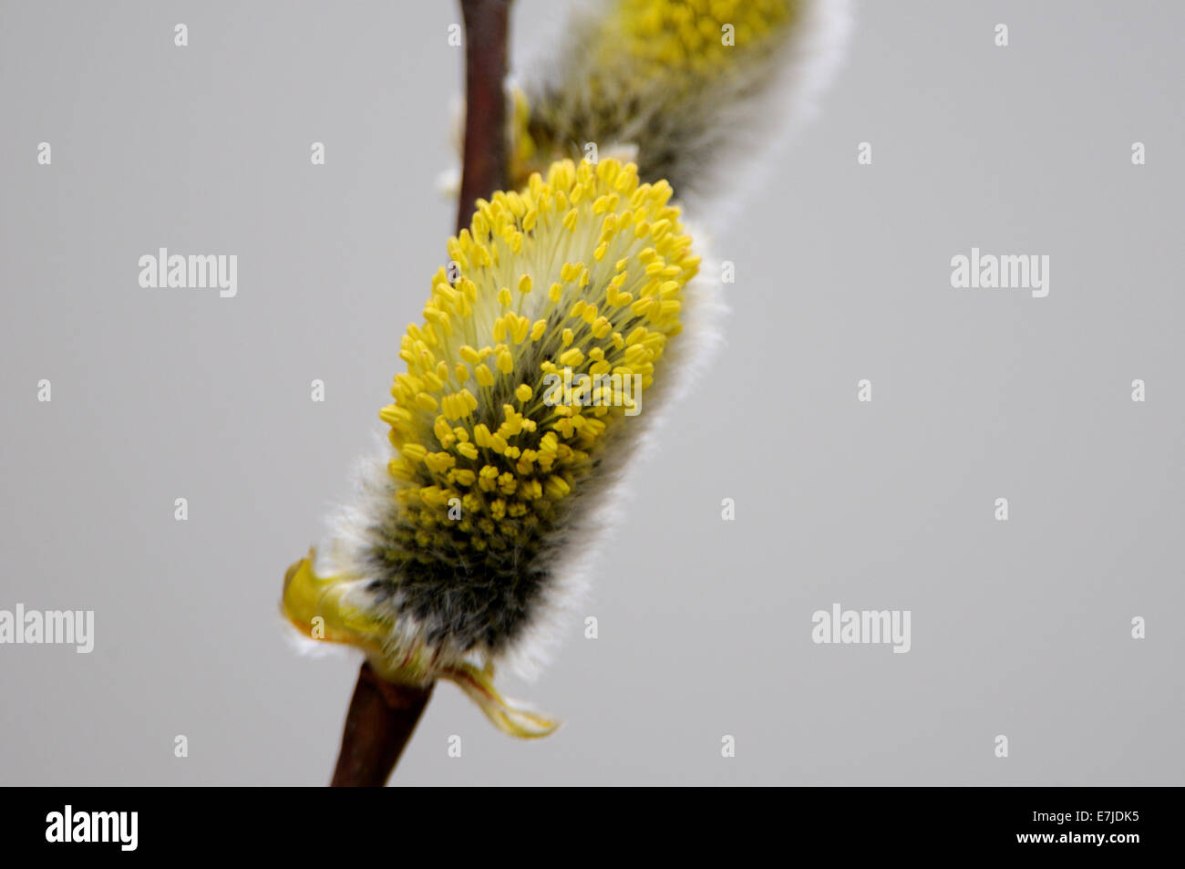 common sallow, sallow, Salix caprea, willows, willow, plants, pussy ...