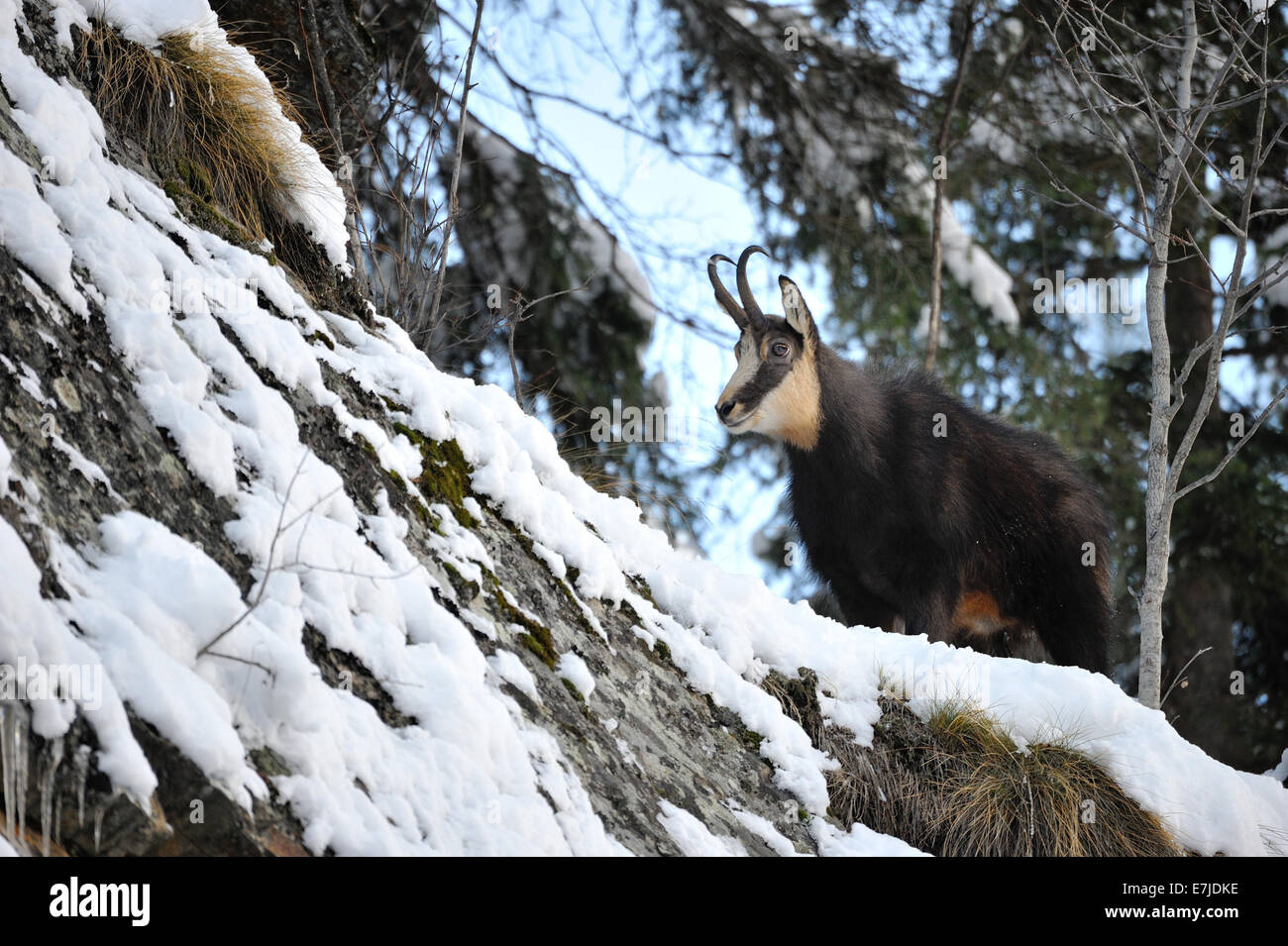 Chamois, mountain nanny goat, chamoises, Rupicapra, animal, winter ...
