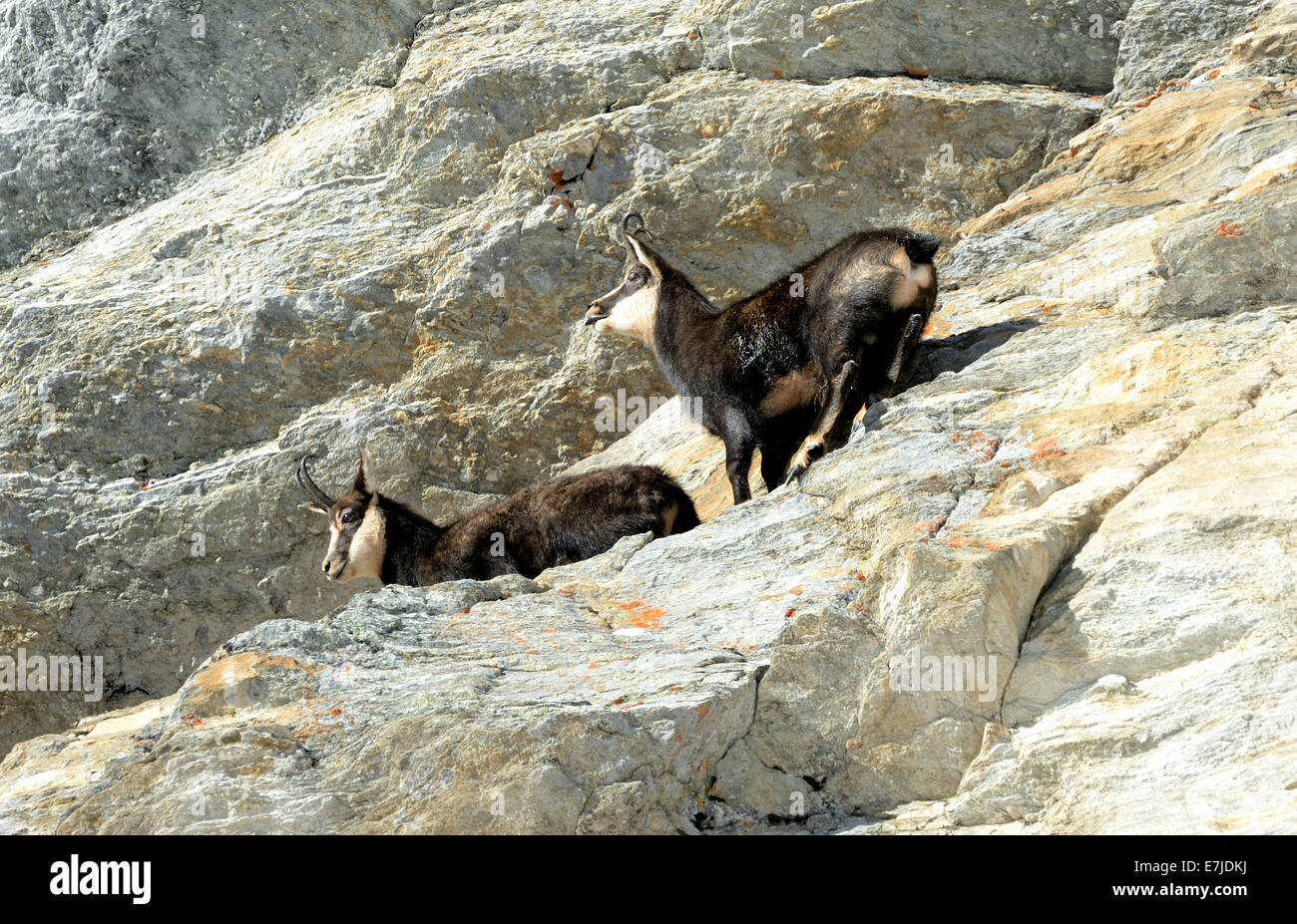 Chamois, mountain nanny goat, chamoises, Rupicapra, animal, winter ...