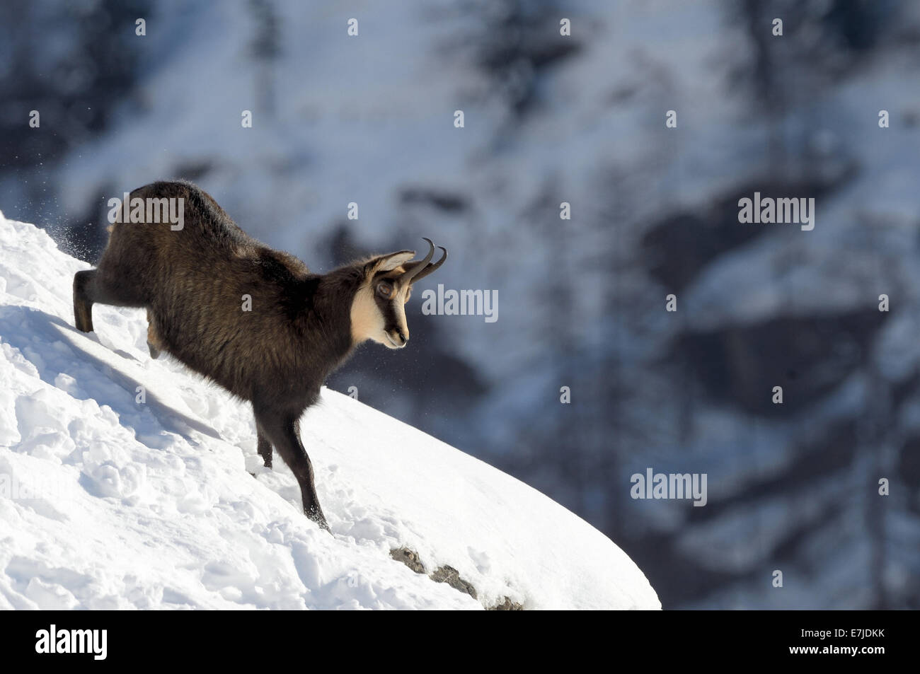 Chamois, mountain nanny goat, chamoises, Rupicapra, animal, winter ...