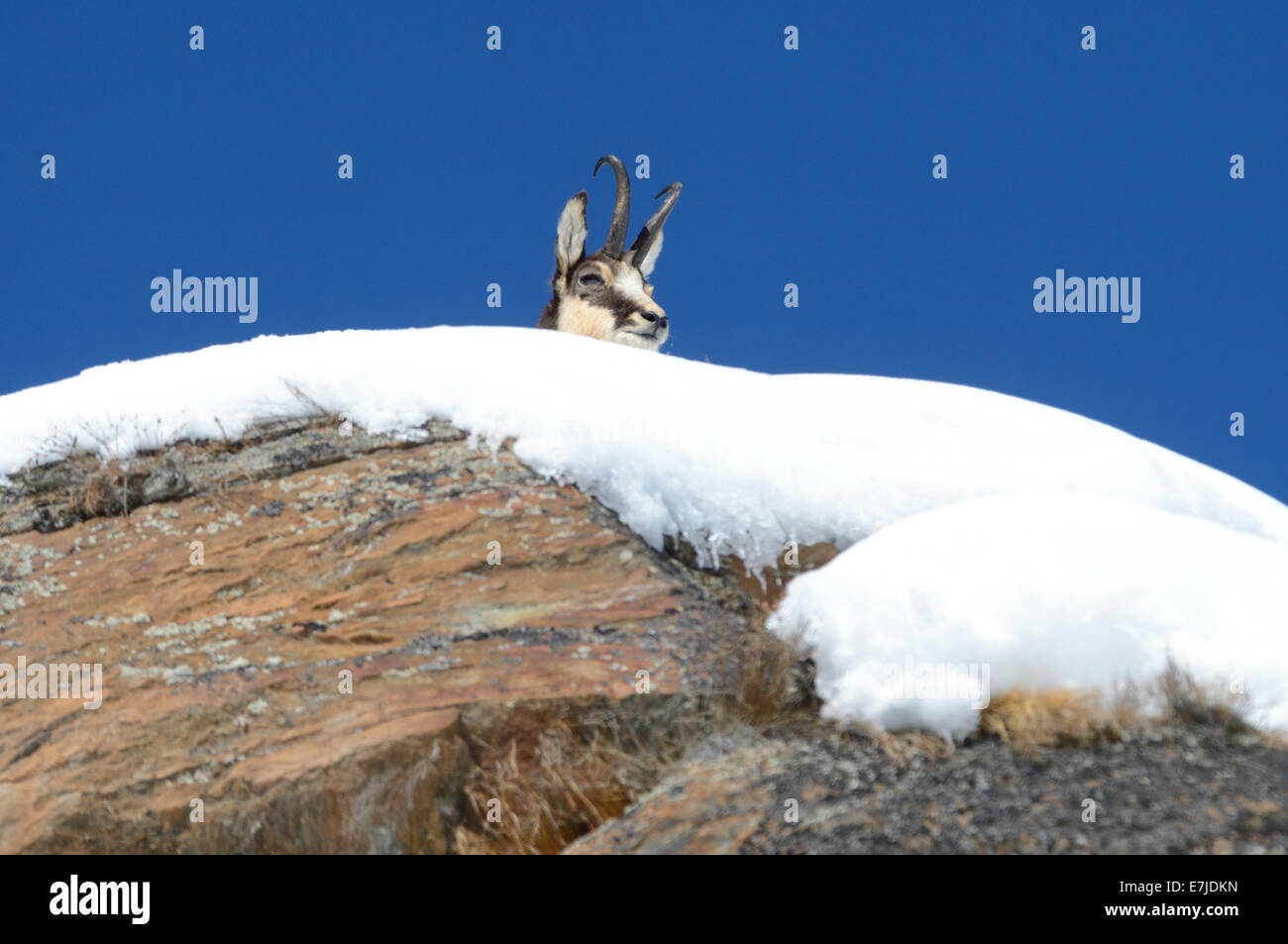 Chamois, mountain nanny goat, chamoises, Rupicapra, animal, winter ...