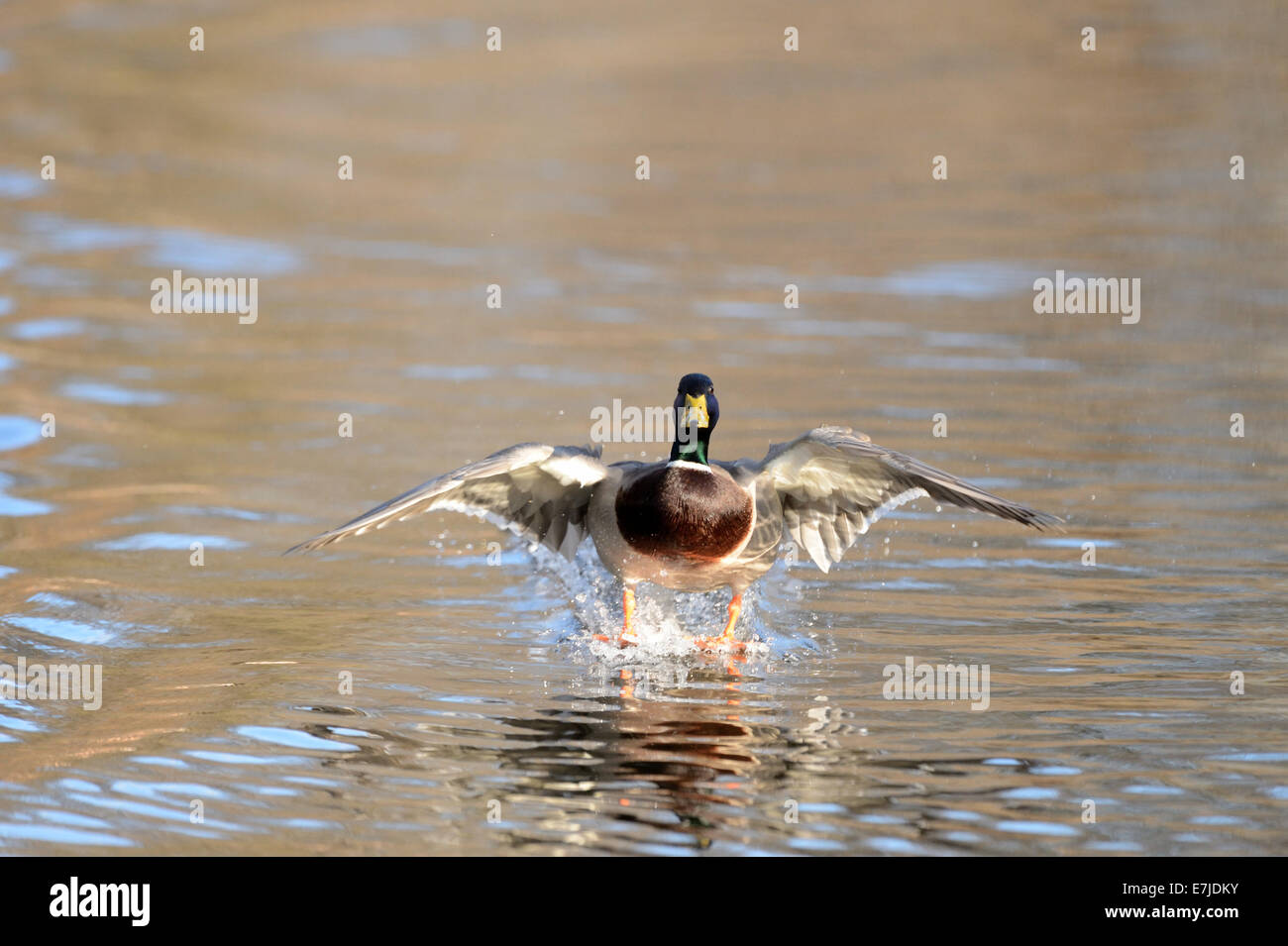 Fl water hi-res stock photography and images - Alamy