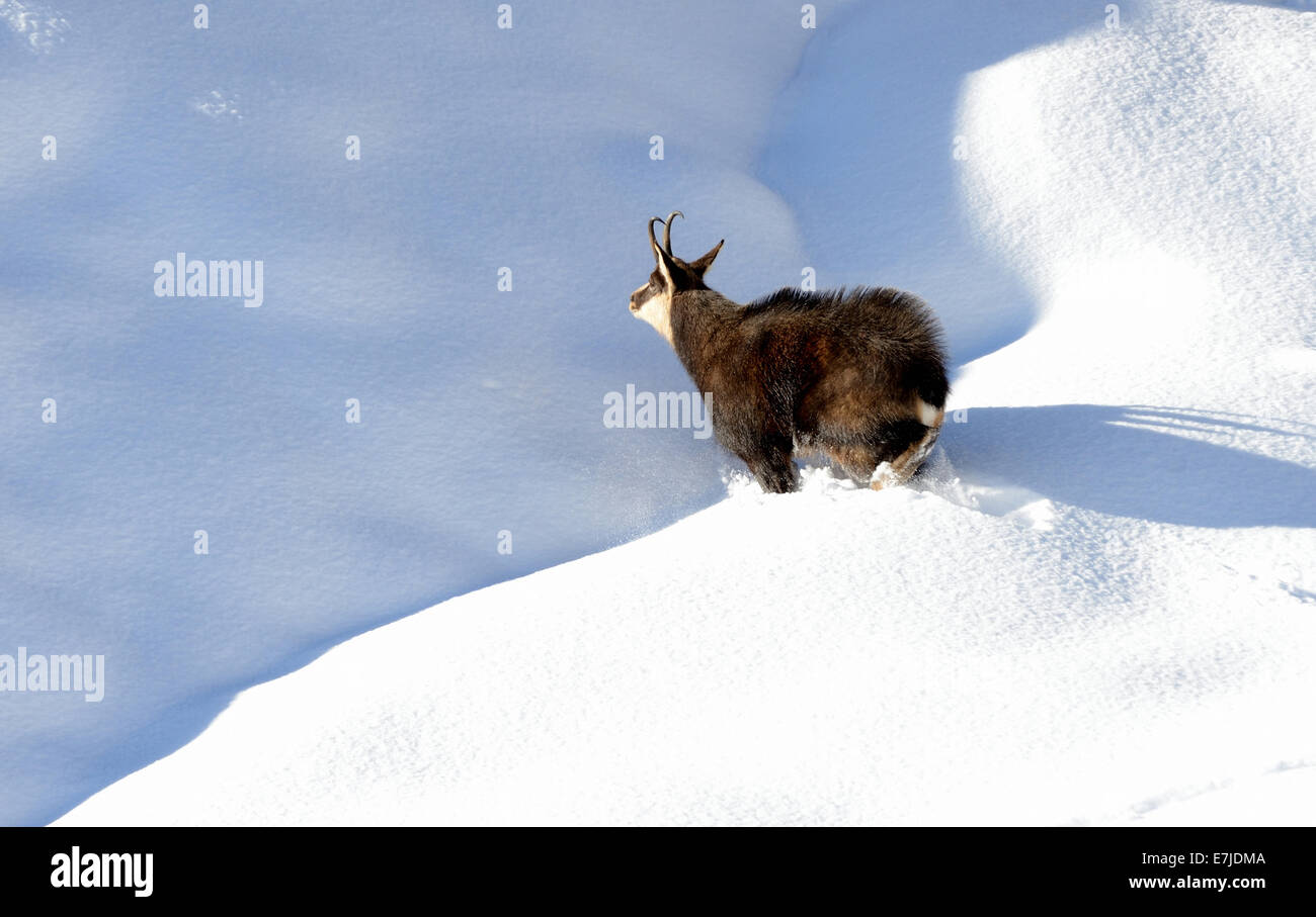 Chamois, mountain nanny goat, chamoises, Rupicapra, animal, winter ...