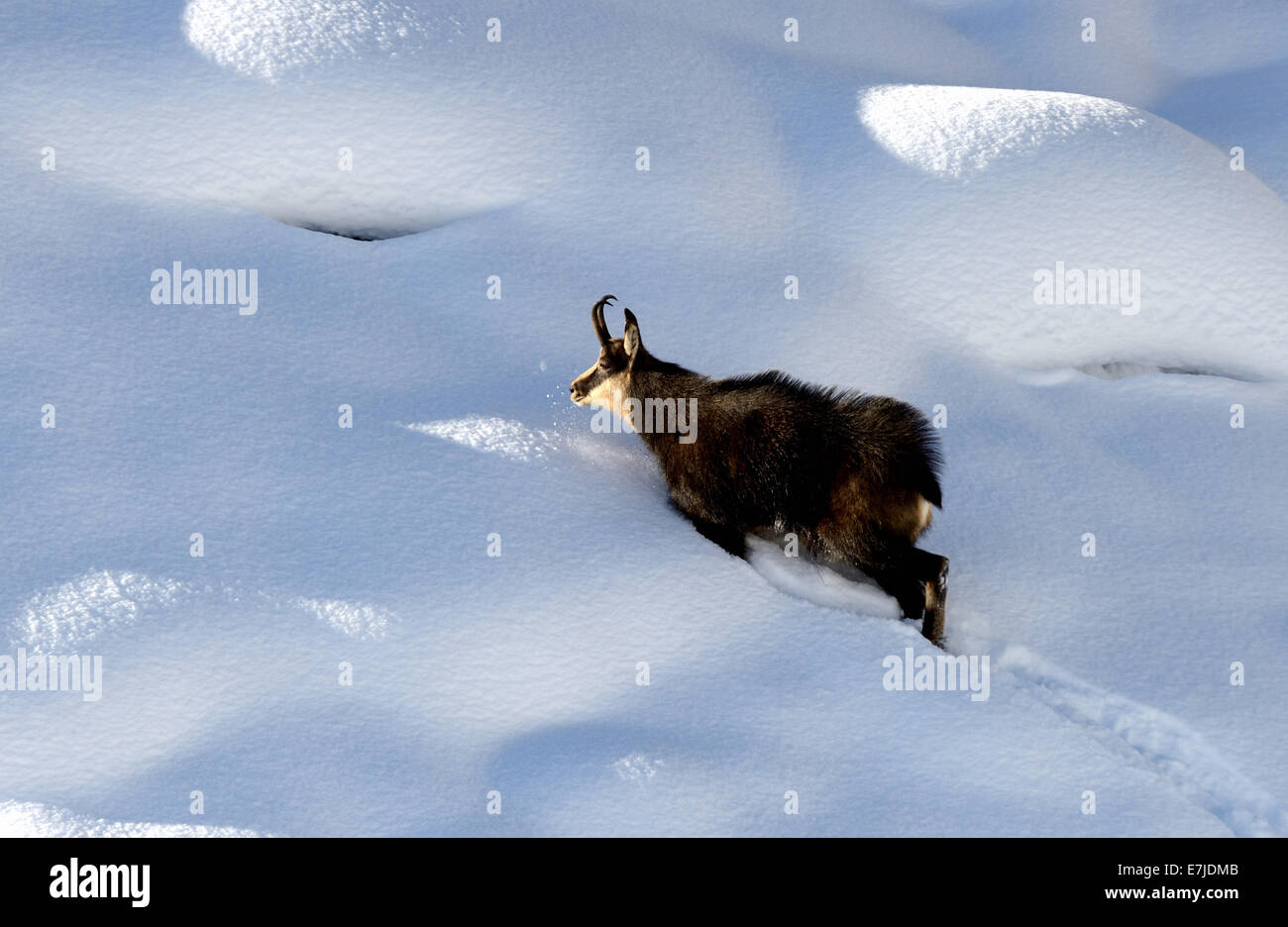 Chamois, mountain nanny goat, chamoises, Rupicapra, animal, winter ...