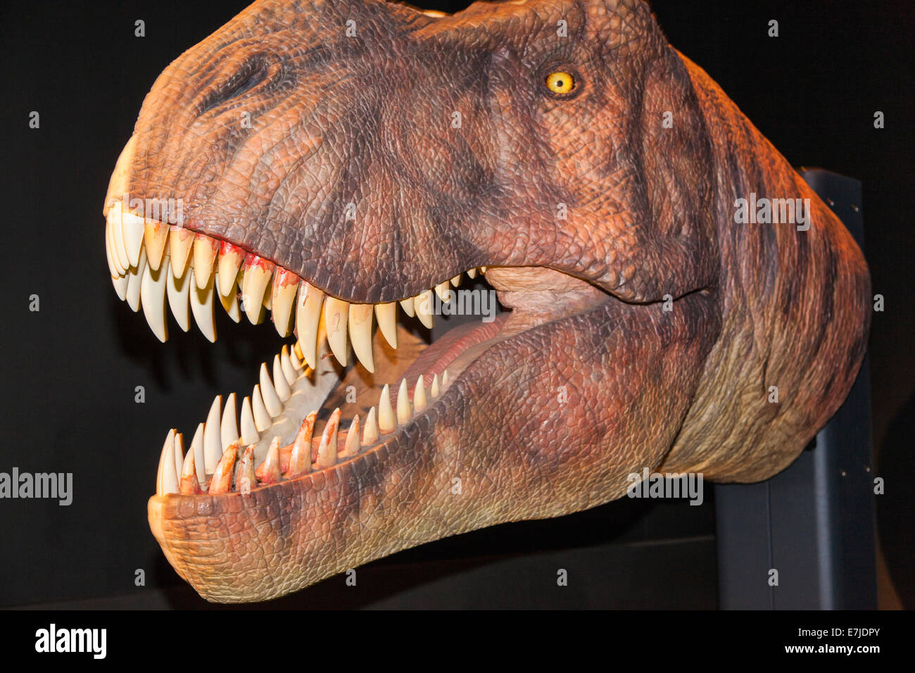 Asia, China, Dinosaur, Dinosaurs, Tyrannosaurus Rex, T-Rex, museum ...