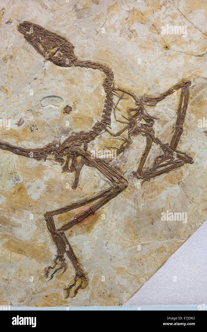 Asia, China, Dinosaur, Dinosaurs, Sinonithosaurus Haoiana, Skeleton ...