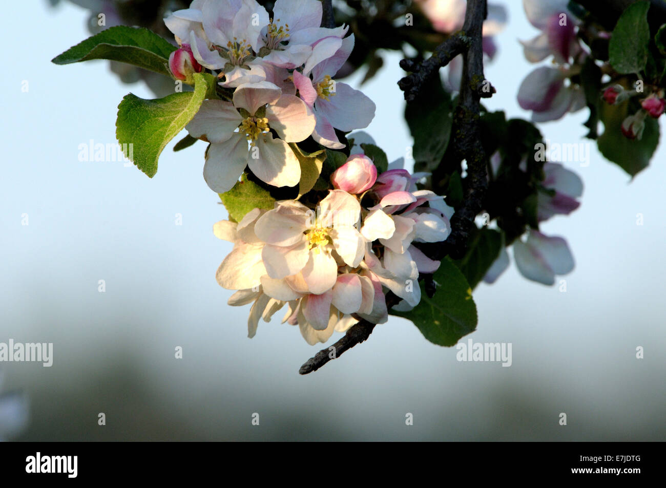 blossoms, spring, tree blossom, tender blossoms, sprout, Fruit blossoms ...