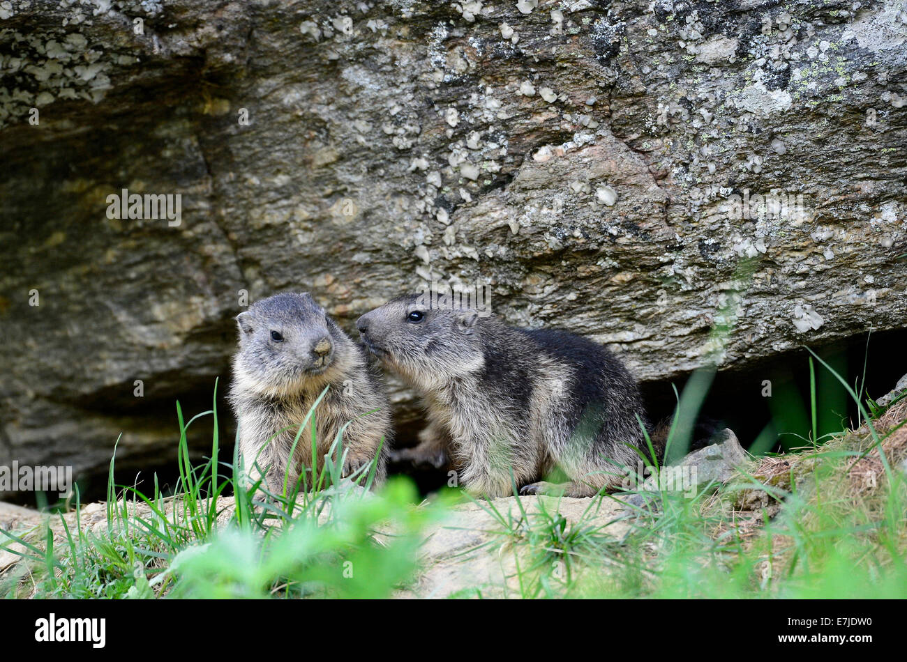 Groundhog, rodent, animal, Alpine groundhog, gopher, Marmota, alpine ...