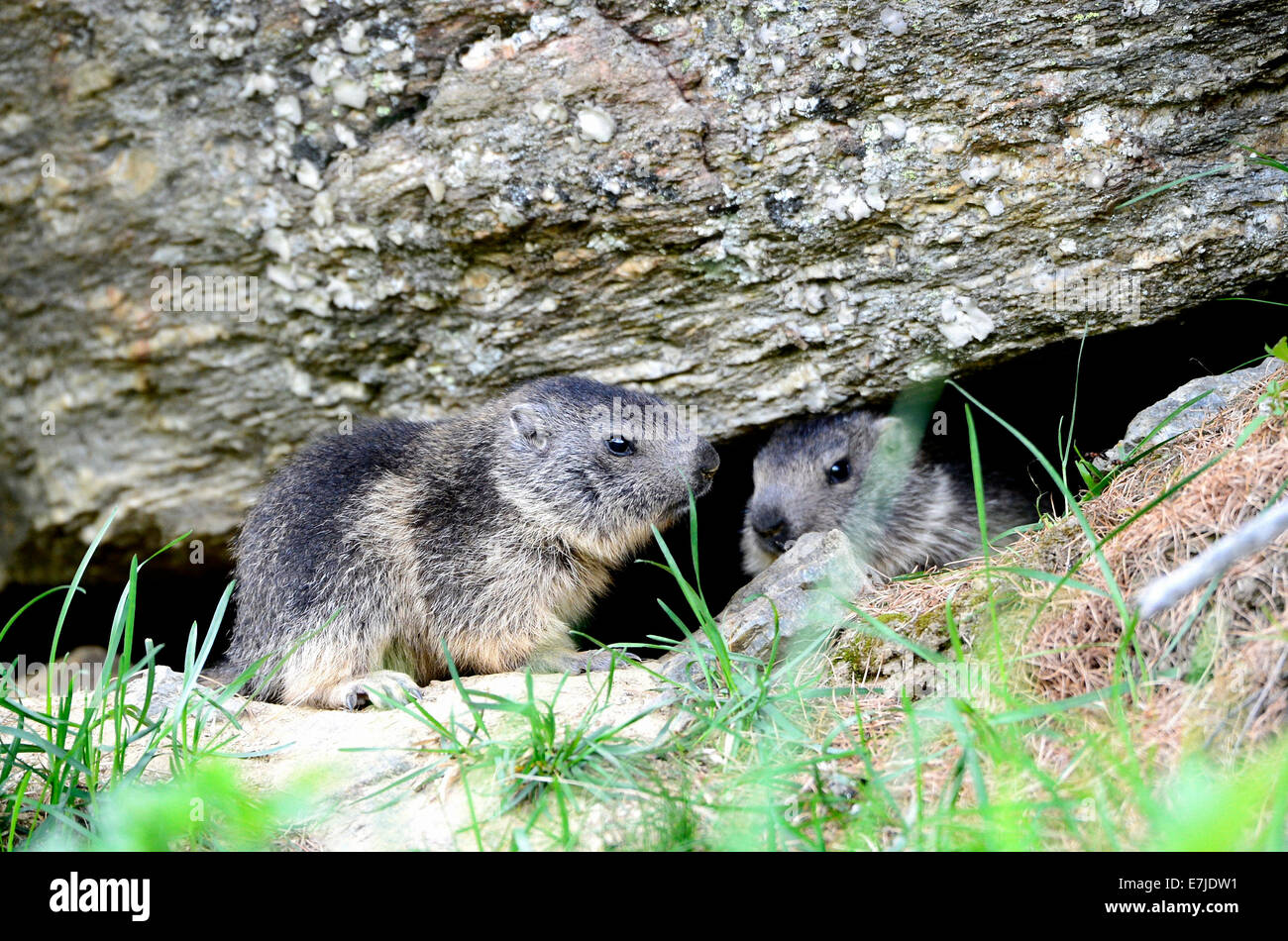 Groundhog, rodent, animal, Alpine groundhog, gopher, Marmota, alpine ...