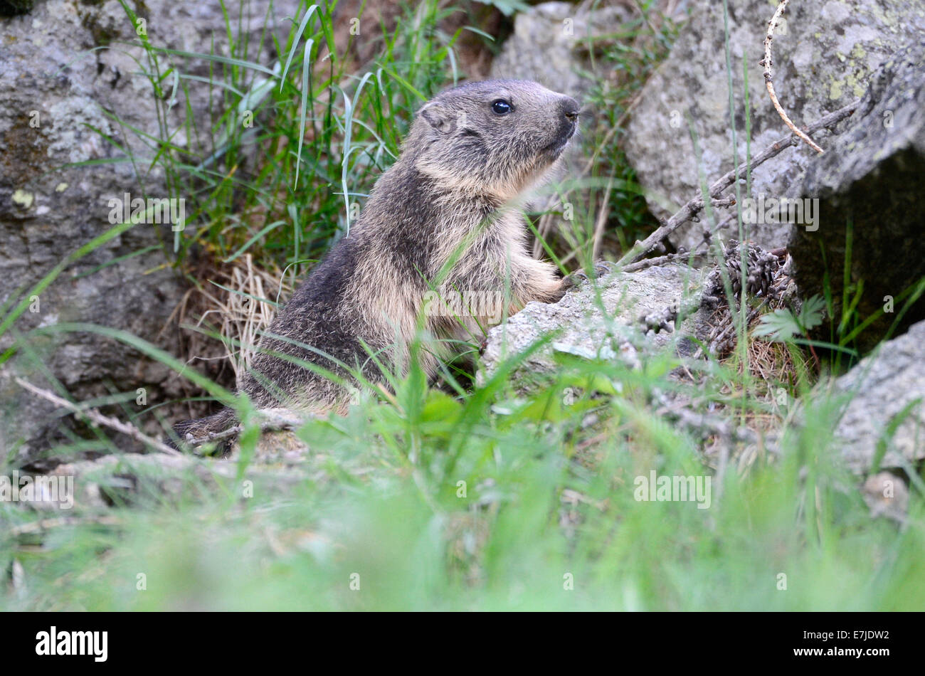 Groundhog, rodent, animal, Alpine groundhog, gopher, Marmota, alpine ...