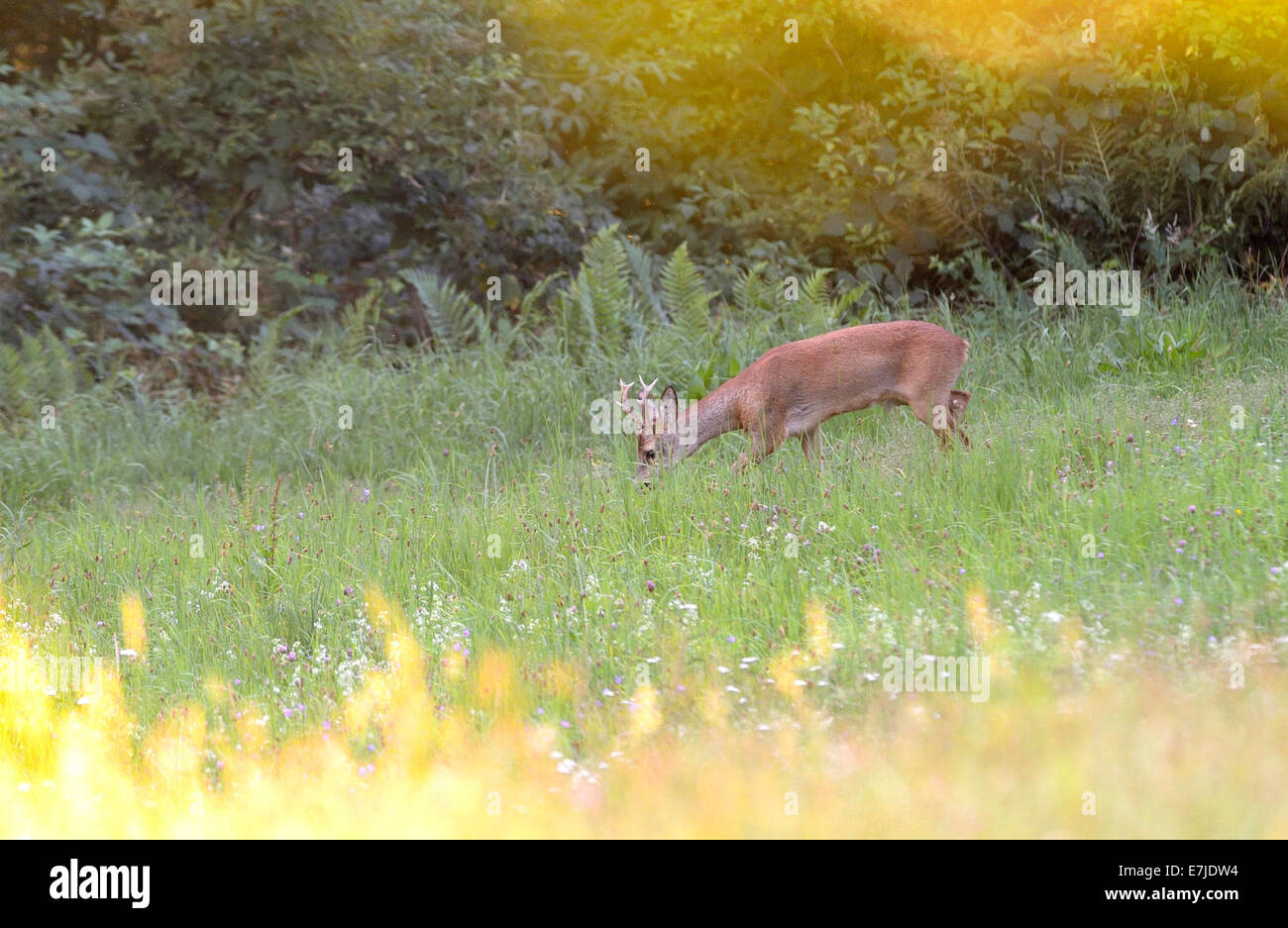 Roe deer, animal, forest roe deer, animal, Capreolus capreolus, roebuck ...