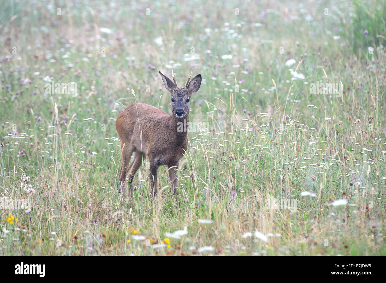 Roe deer, animal, forest roe deer, animal, Capreolus capreolus, roebuck ...