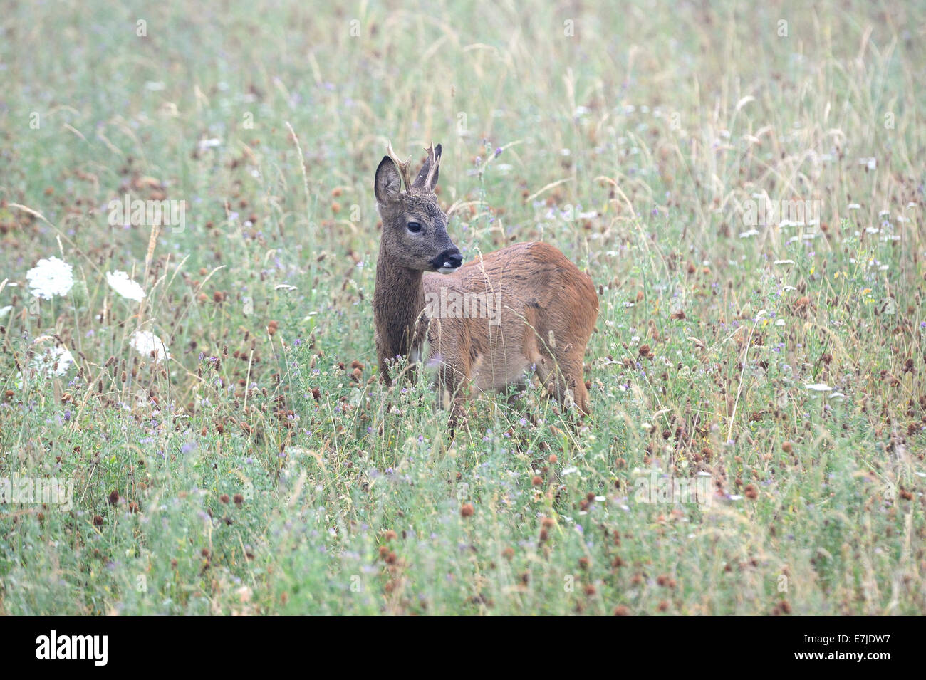Roe deer, animal, forest roe deer, animal, Capreolus capreolus, roebuck ...