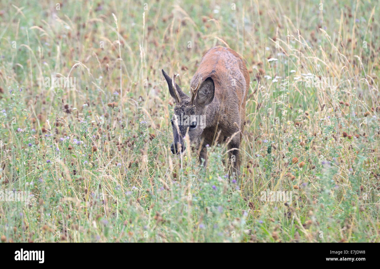 Roe deer, animal, forest roe deer, animal, Capreolus capreolus, roebuck ...