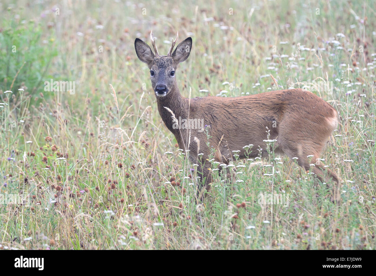 Roe deer, animal, forest roe deer, animal, Capreolus capreolus, roebuck ...