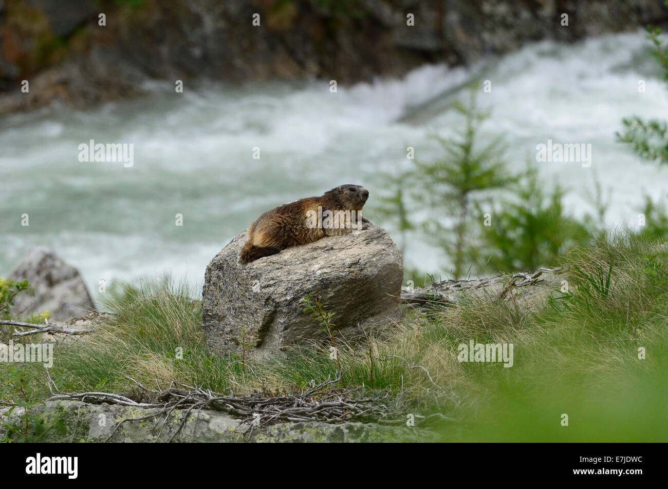 Groundhog, rodent, animal, Alpine groundhog, gopher, Marmota, alpine ...