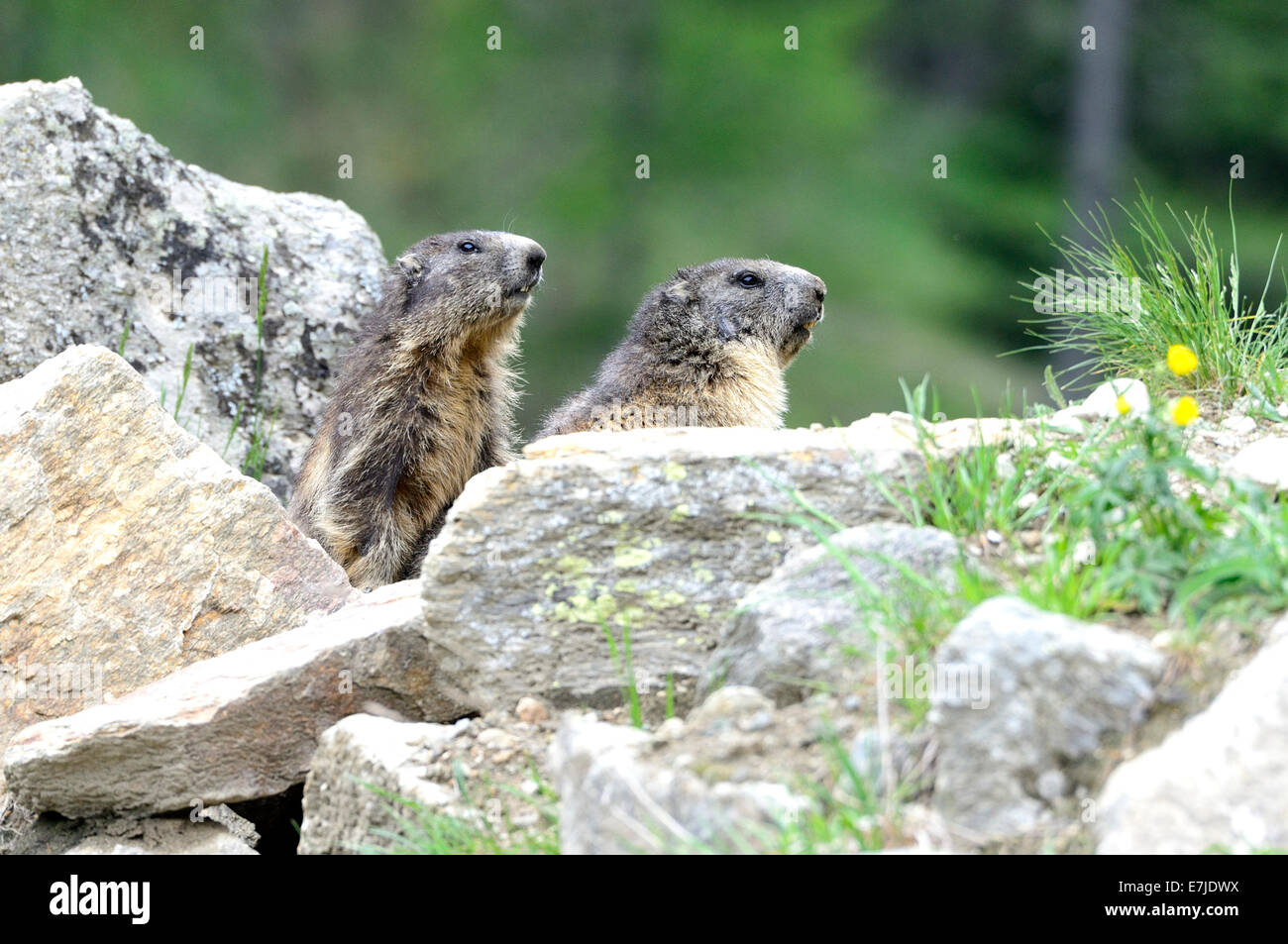 Groundhog, rodent, animal, Alpine groundhog, gopher, Marmota, alpine ...