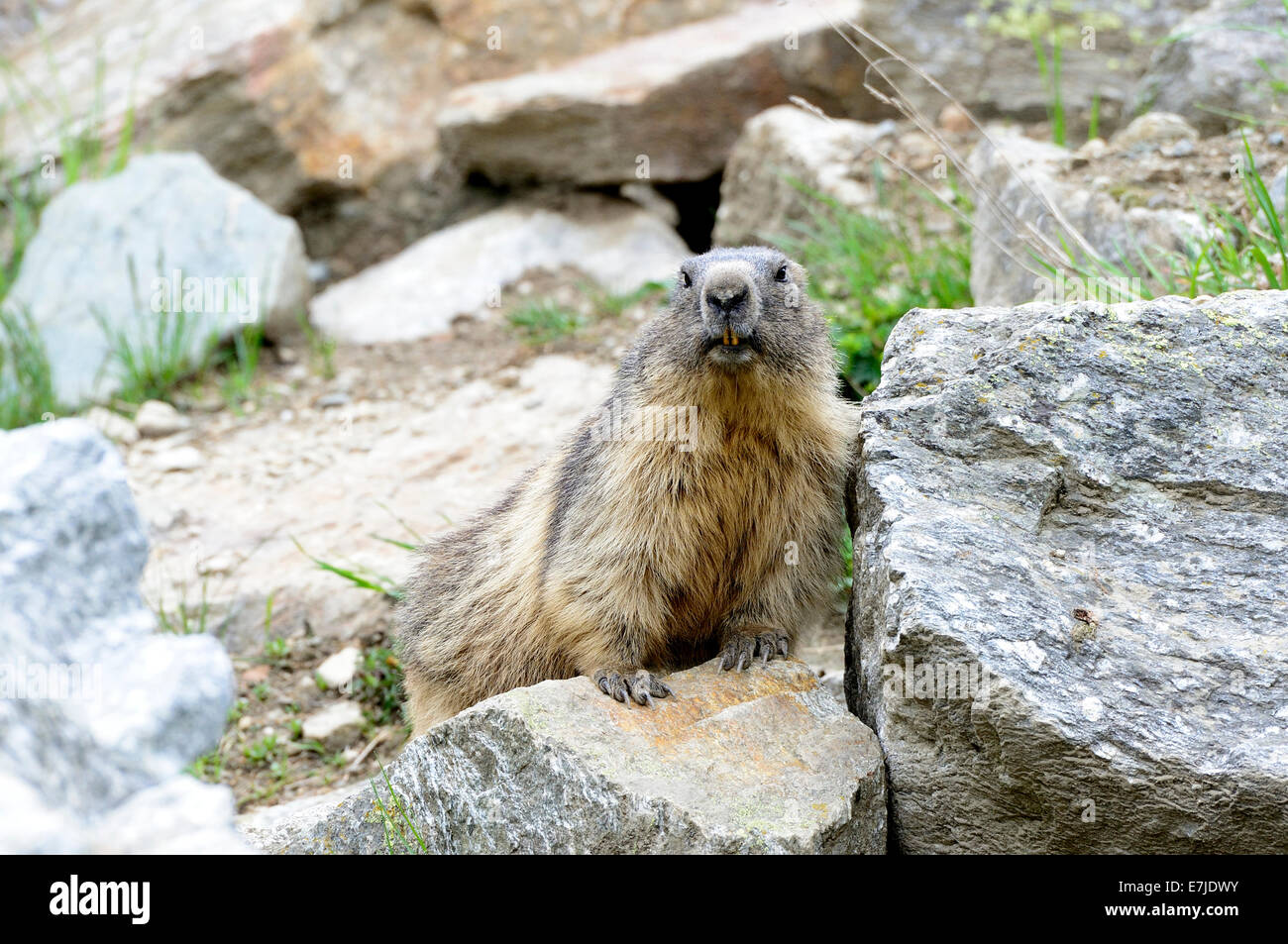 Groundhog, rodent, animal, Alpine groundhog, gopher, Marmota, alpine ...