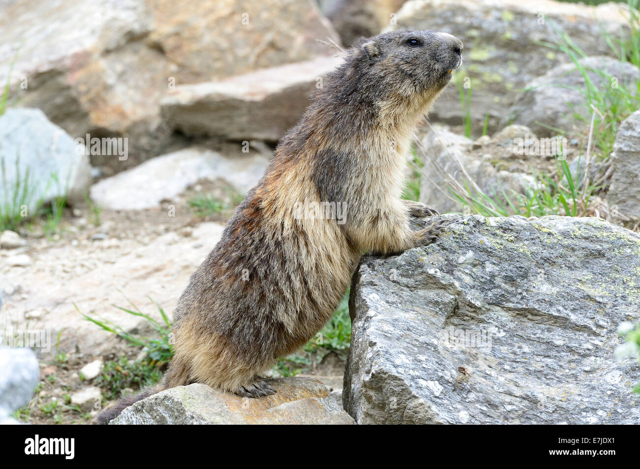 Groundhog, rodent, animal, Alpine groundhog, gopher, Marmota, alpine ...