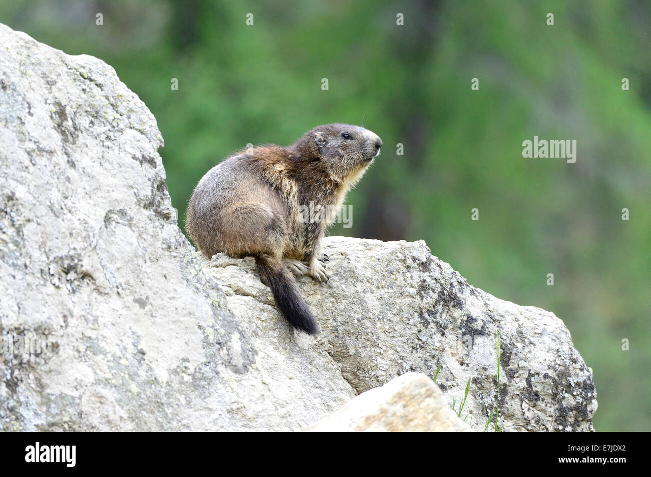 Groundhog, rodent, animal, Alpine groundhog, gopher, Marmota, alpine ...