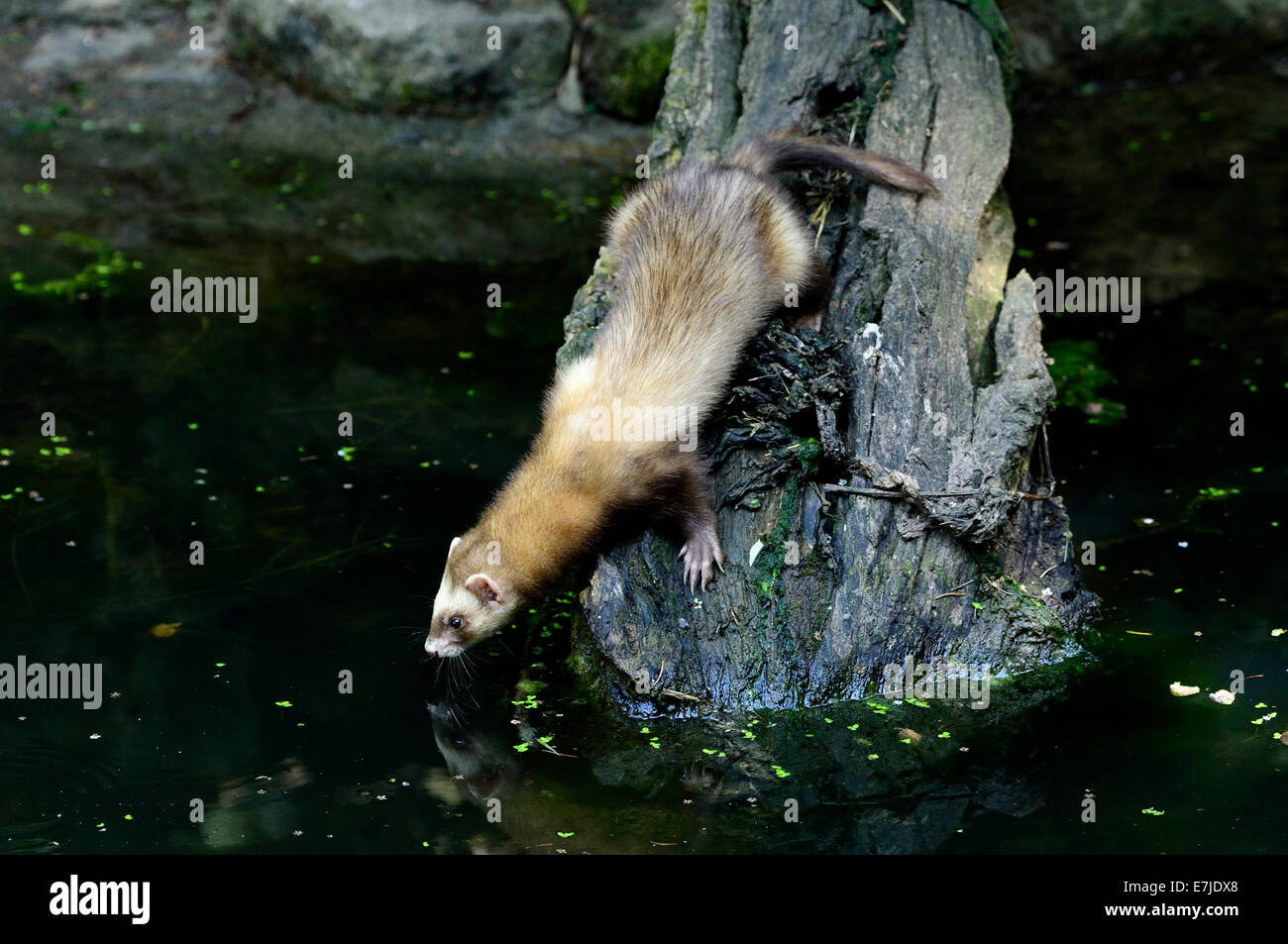 Polecat, animal, marten-like, polecats, European polecat, predator ...