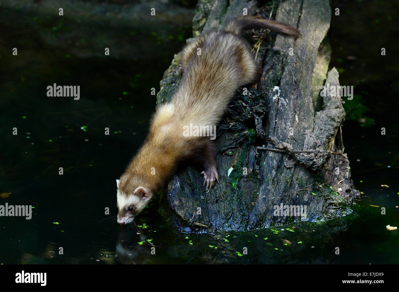 Polecat, animal, marten-like, polecats, European polecat, predator ...